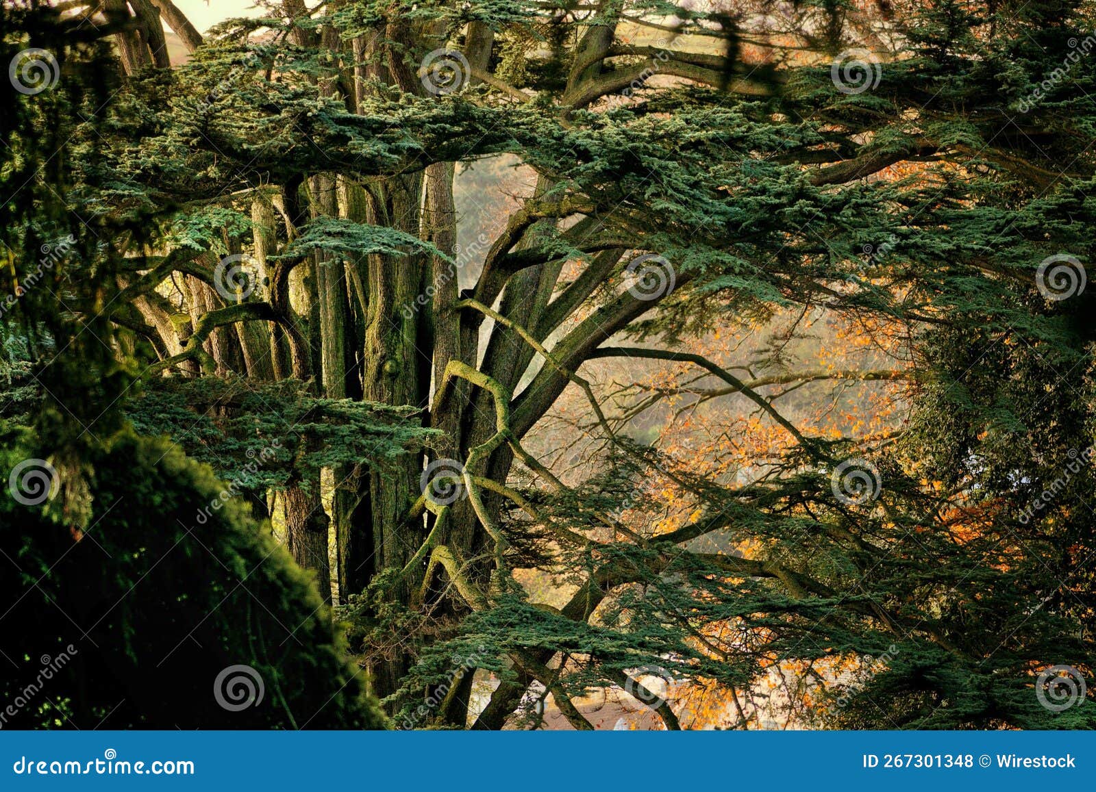 Closeup of Green Tangled Branches of Old Trees Stock Photo - Image of ...