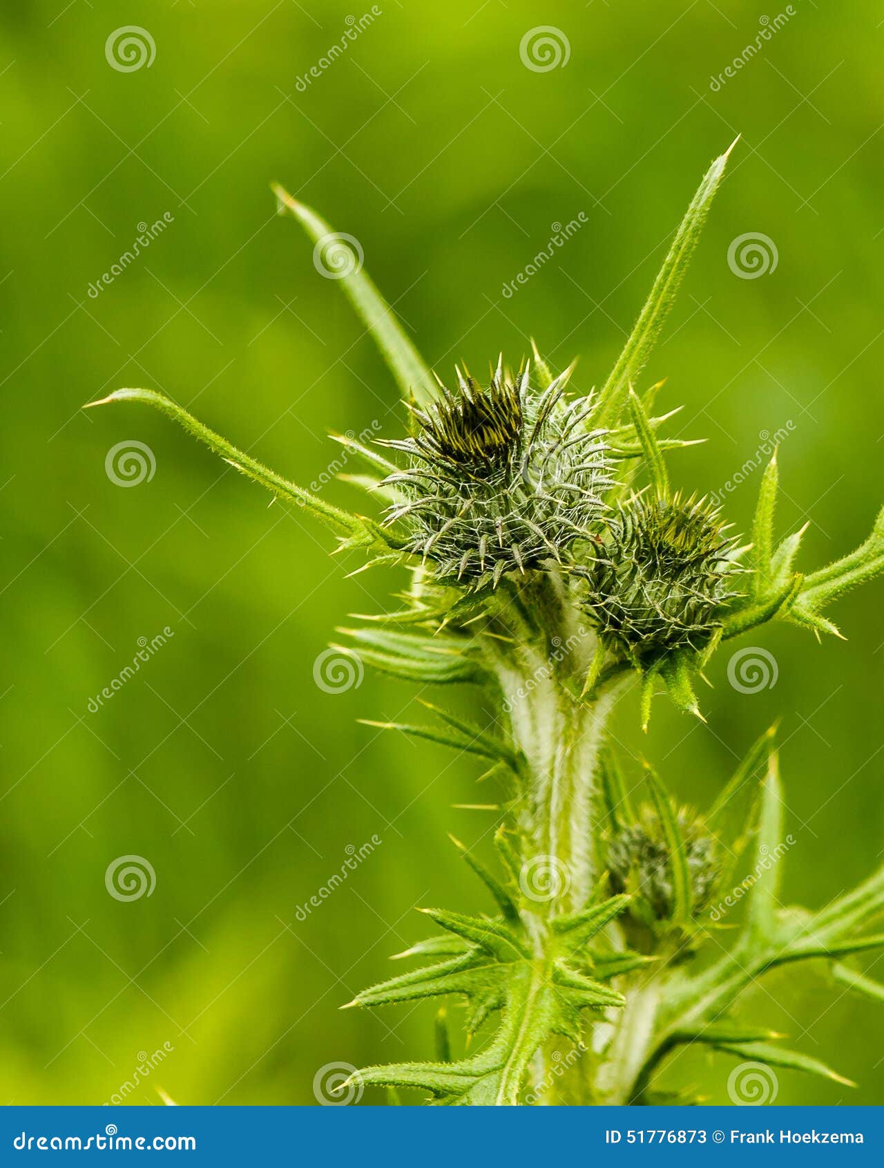 Closeup of green thistle stock image. Image of thistle - 51776873