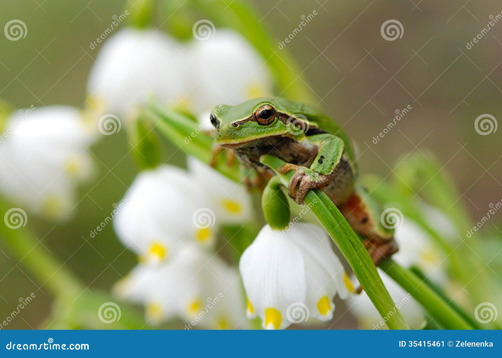 Closeup Green Tree Frog on Flower Stock Image - Image of warty, sitting ...