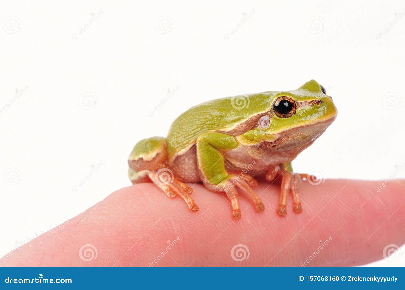 Closeup Green Tree Frogon the Finger Stock Photo - Image of bufo ...