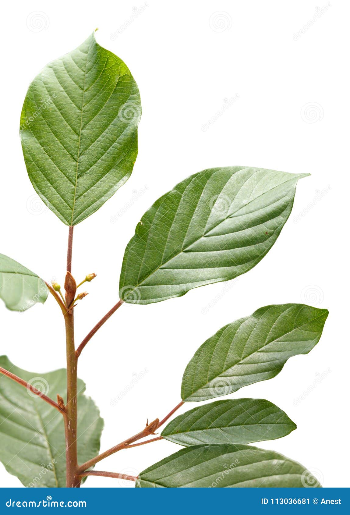 Tree twig stock image. Image of plant, isolated, leaf - 113036681