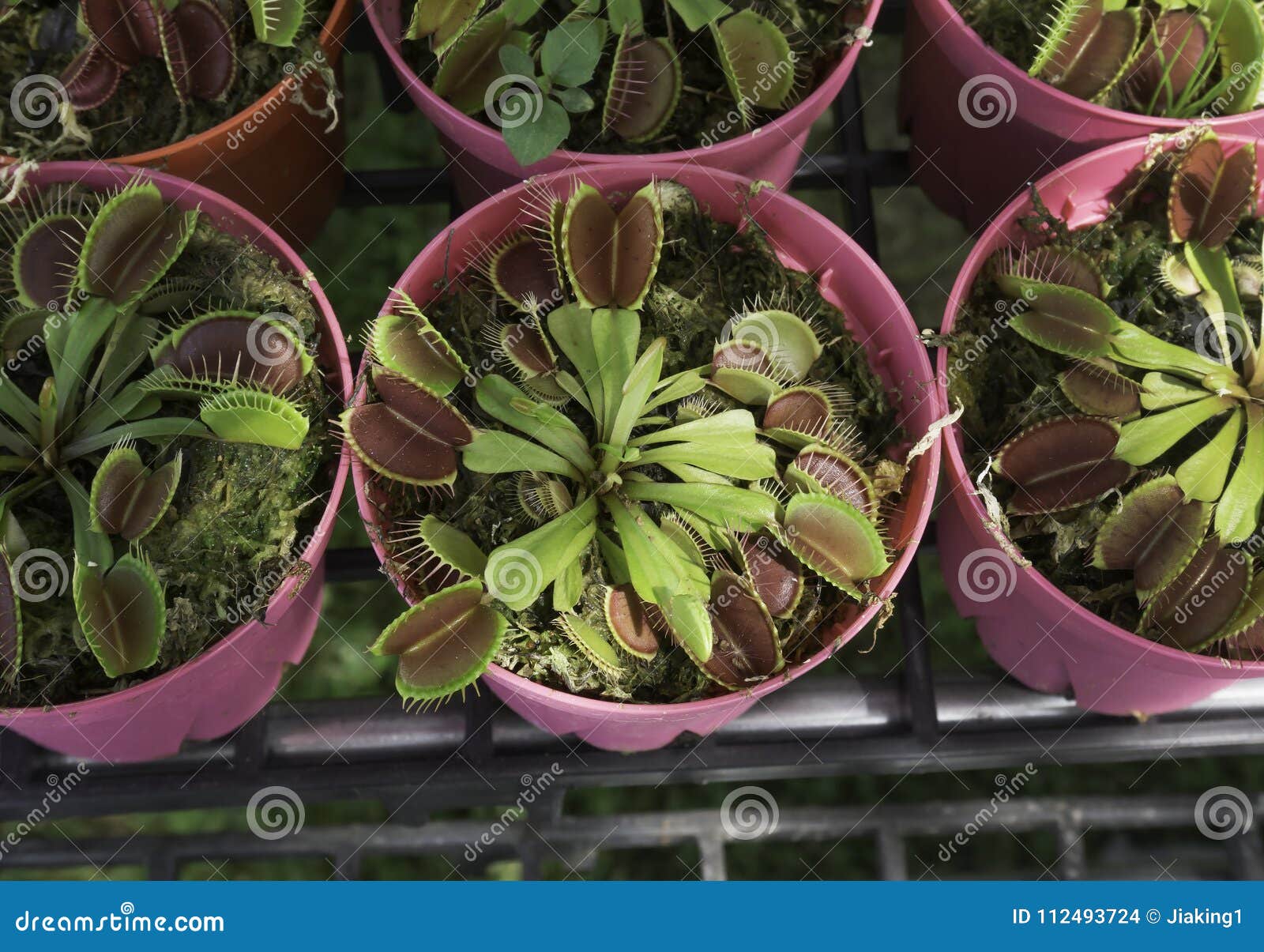 Closeup Venus Flytrap in Small Pink Pot Stock Photo - Image of flytraps ...