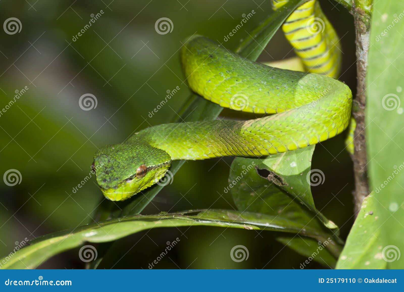 Emerald Green Viper Snake Stock Photography | CartoonDealer.com #25179110