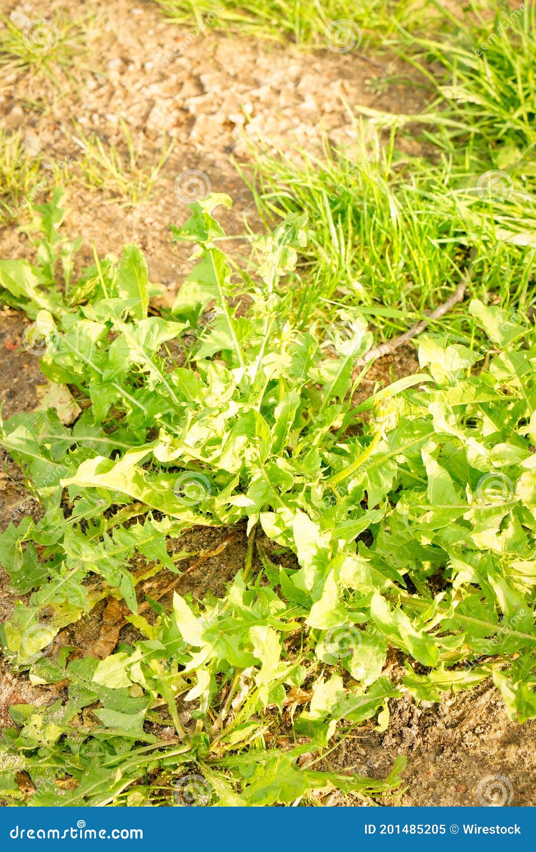 Closeup of Green Weeds and Grass on the Ground Stock Image - Image of ...