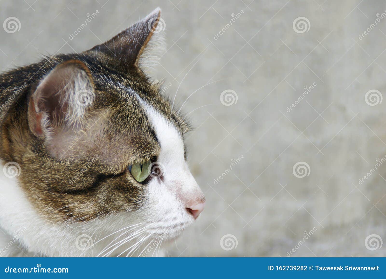 Closeup of Grey Brown Cat stock photo. Image of brown - 162739282