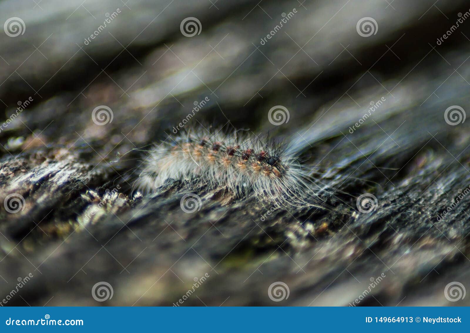 Grey Caterpillar on Wooden Table Background Stock Image - Image of ...