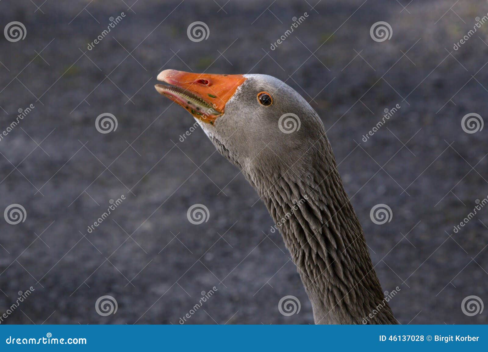 Closeup of a grey goose stock photo. Image of gray, chatter - 46137028