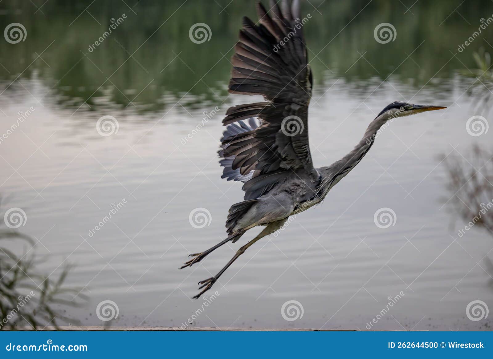 Closeup of Grey Heron Flying Over a Water Stock Photo - Image of ...