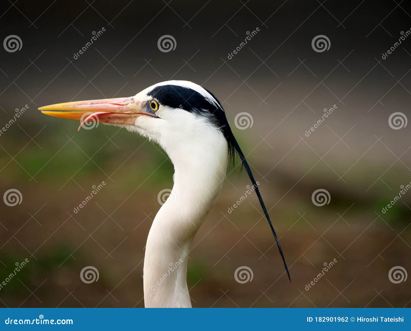 Closeup of Grey heron head stock photo. Image of face - 182901962