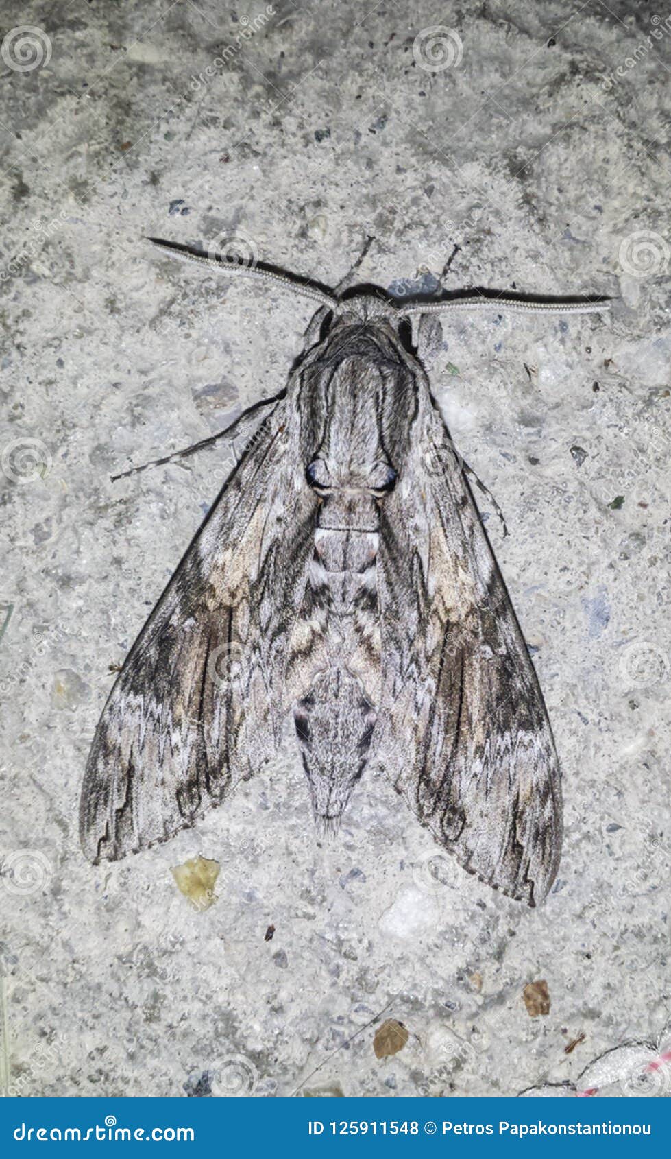 Closeup of a Moth Blending in the Environment Stock Photo - Image of ...