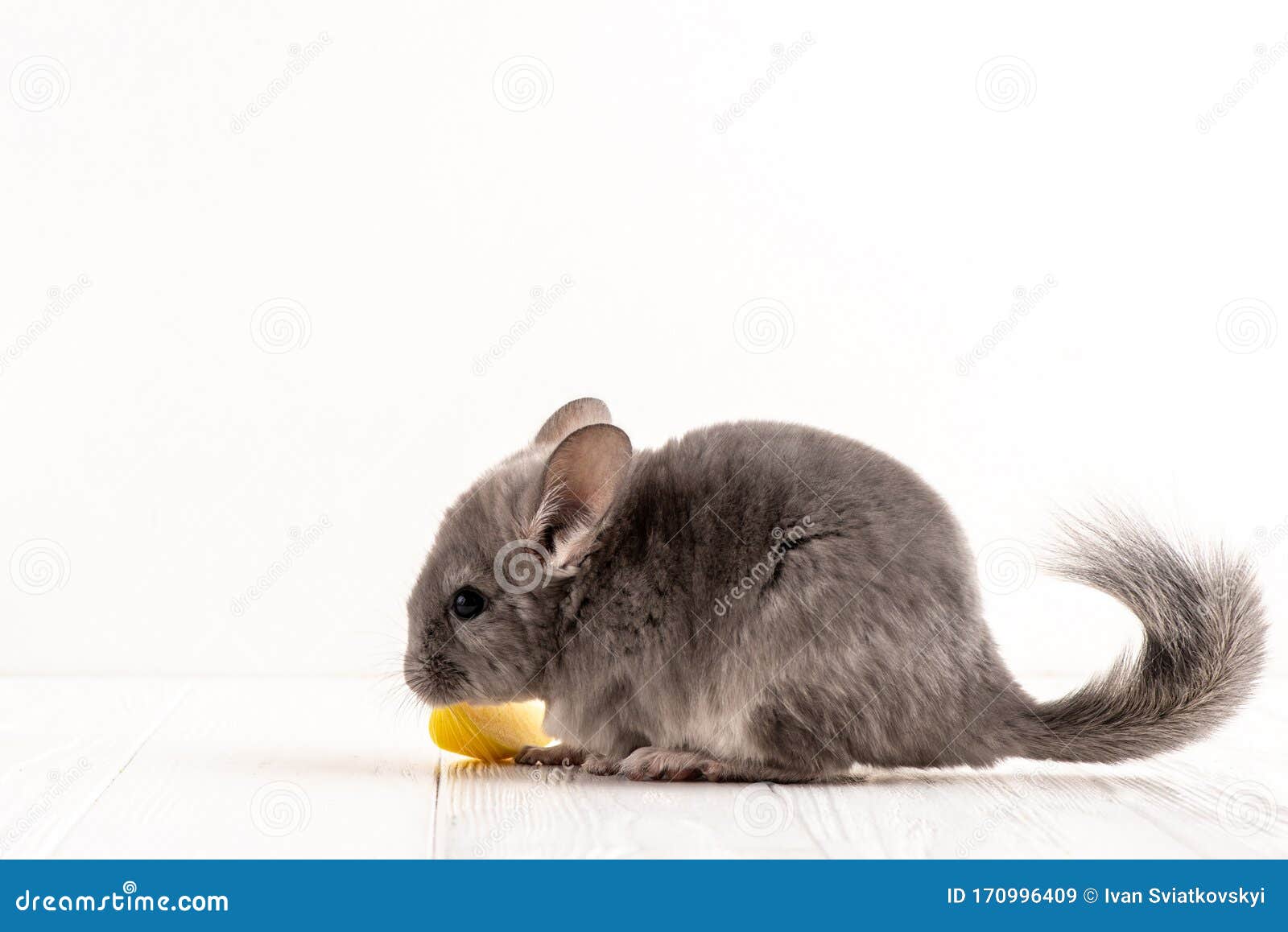 Grey Mouse Holding By The Scruff In Hand Disinfectant Worker Royalty ...