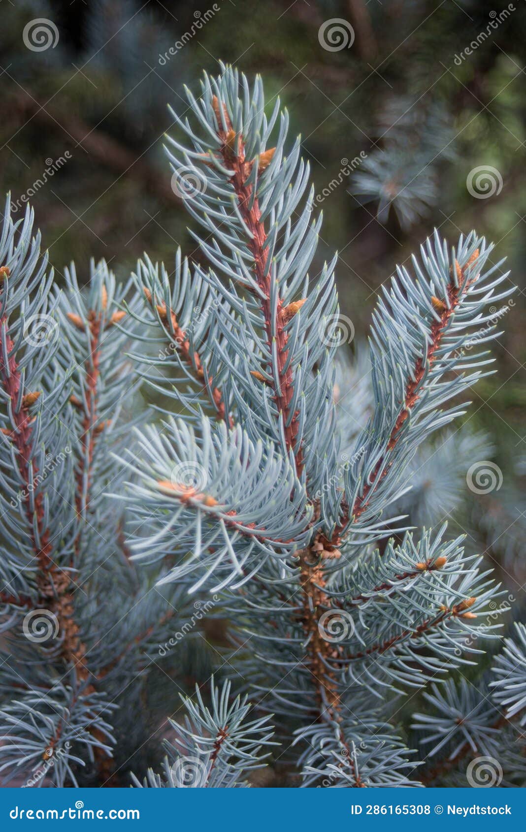 Grey Pine Branch in a Public Garden Stock Photo - Image of detail ...