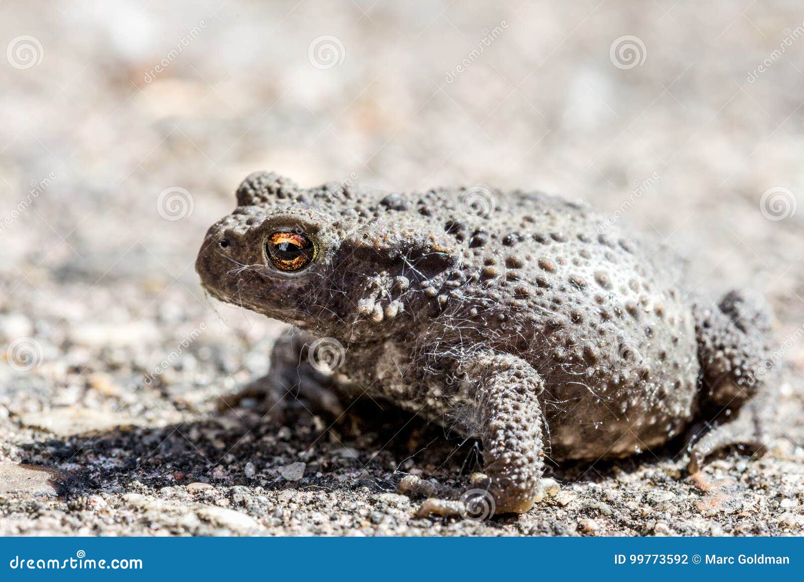 Closeup of a grey toad stock photo. Image of lake, closeup - 99773592