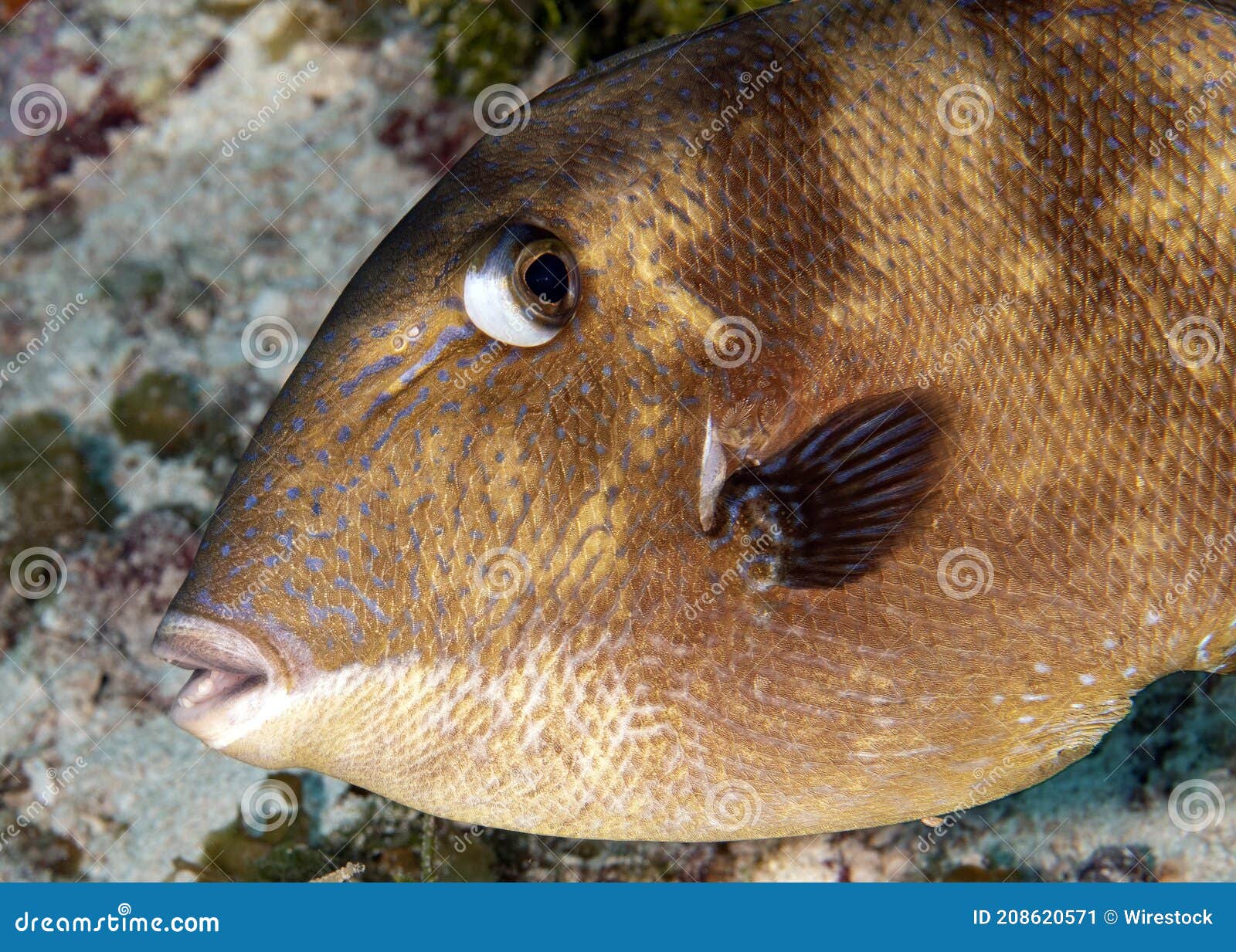 Closeup of the Grey Triggerfish Underwater Stock Image - Image of ocean ...