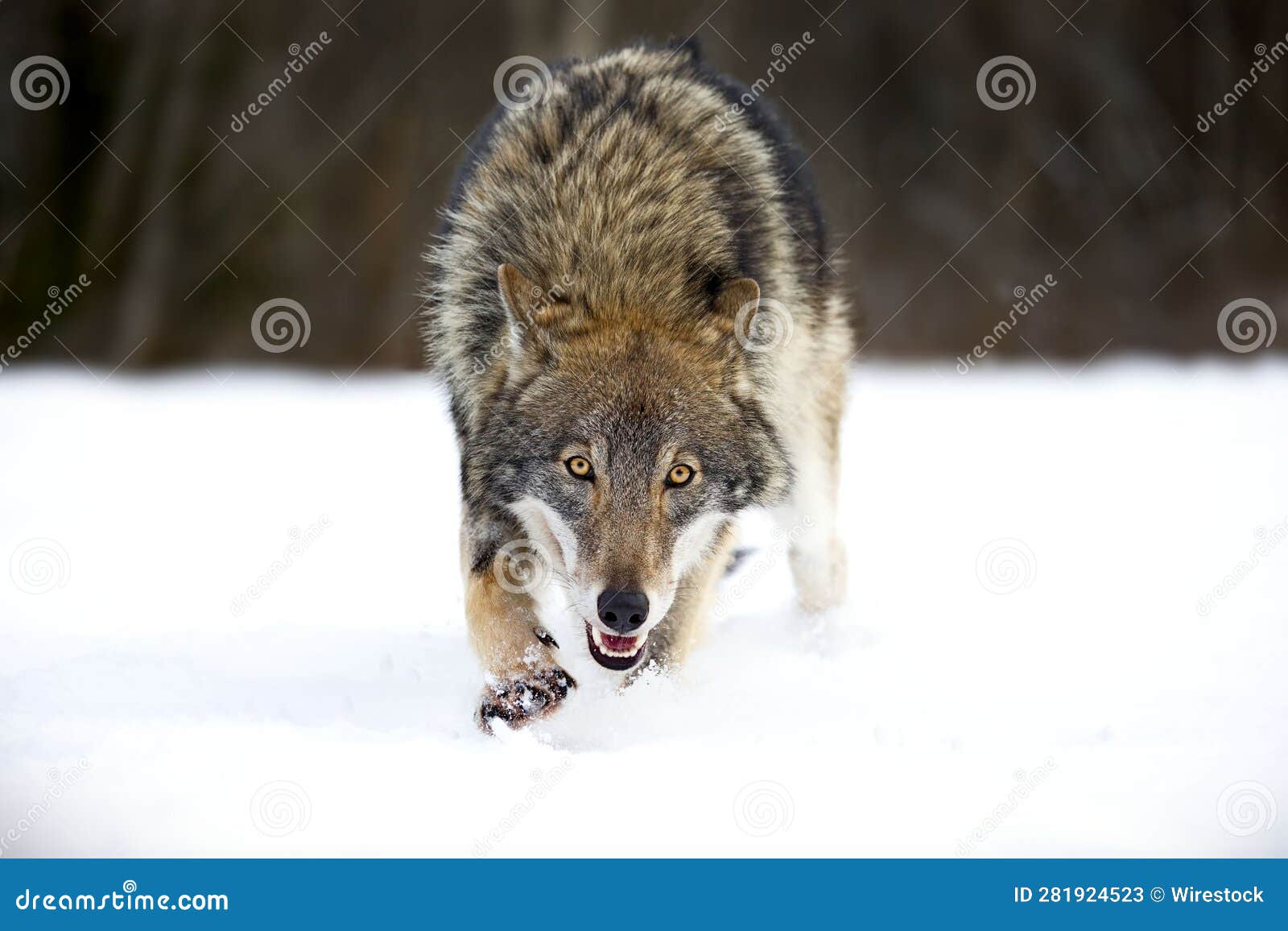 Closeup of a Grey Wolf in a Forest Covered in the Snow in Belarus Stock ...