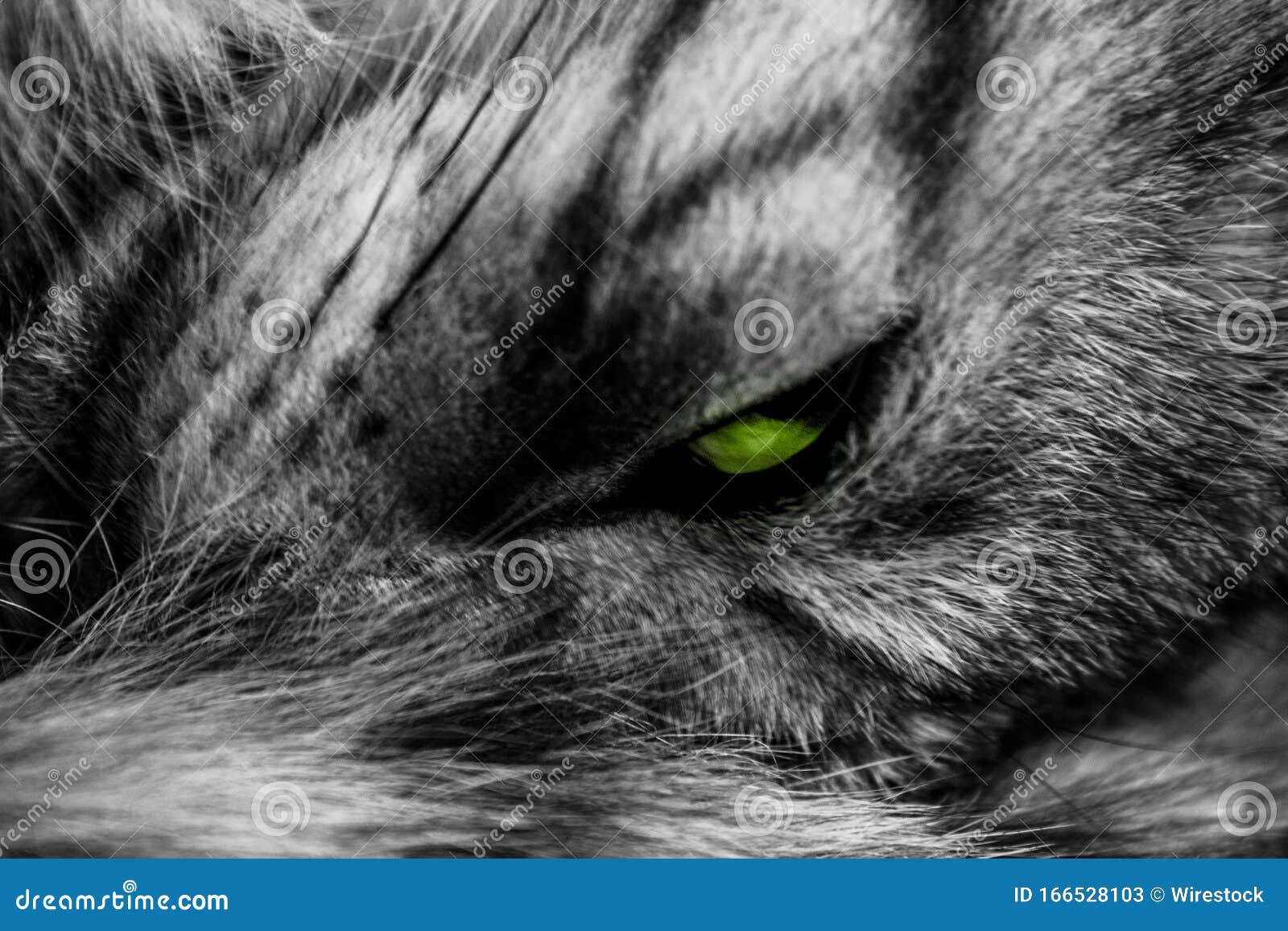 Closeup Greyscale Shot of a Wolf with Angry Scary Green Eyes Stock ...
