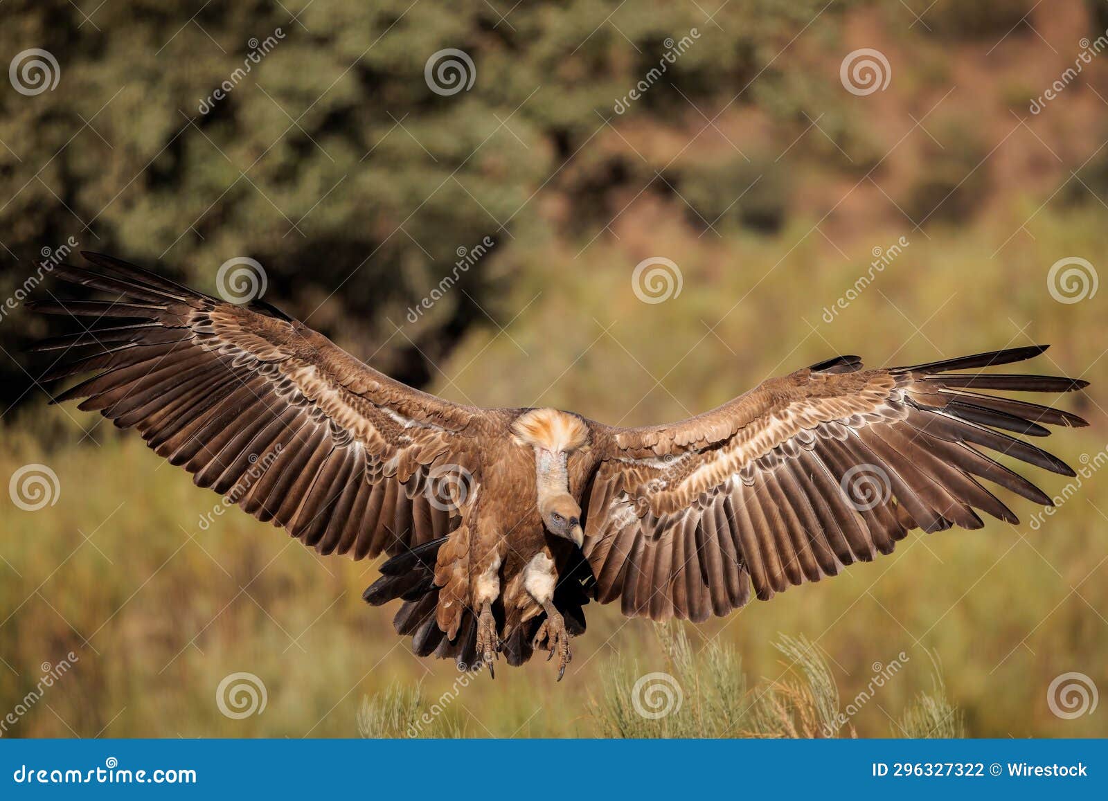 Closeup of a Griffon Vulture in Mid-flight Stock Photo - Image of ...