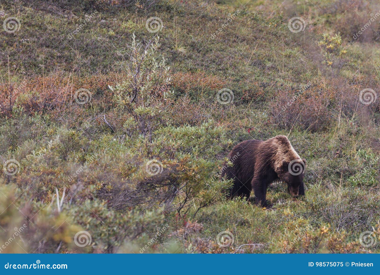 Closeup of Grizzly Bear Roaming and Foraging Stock Image - Image of ...