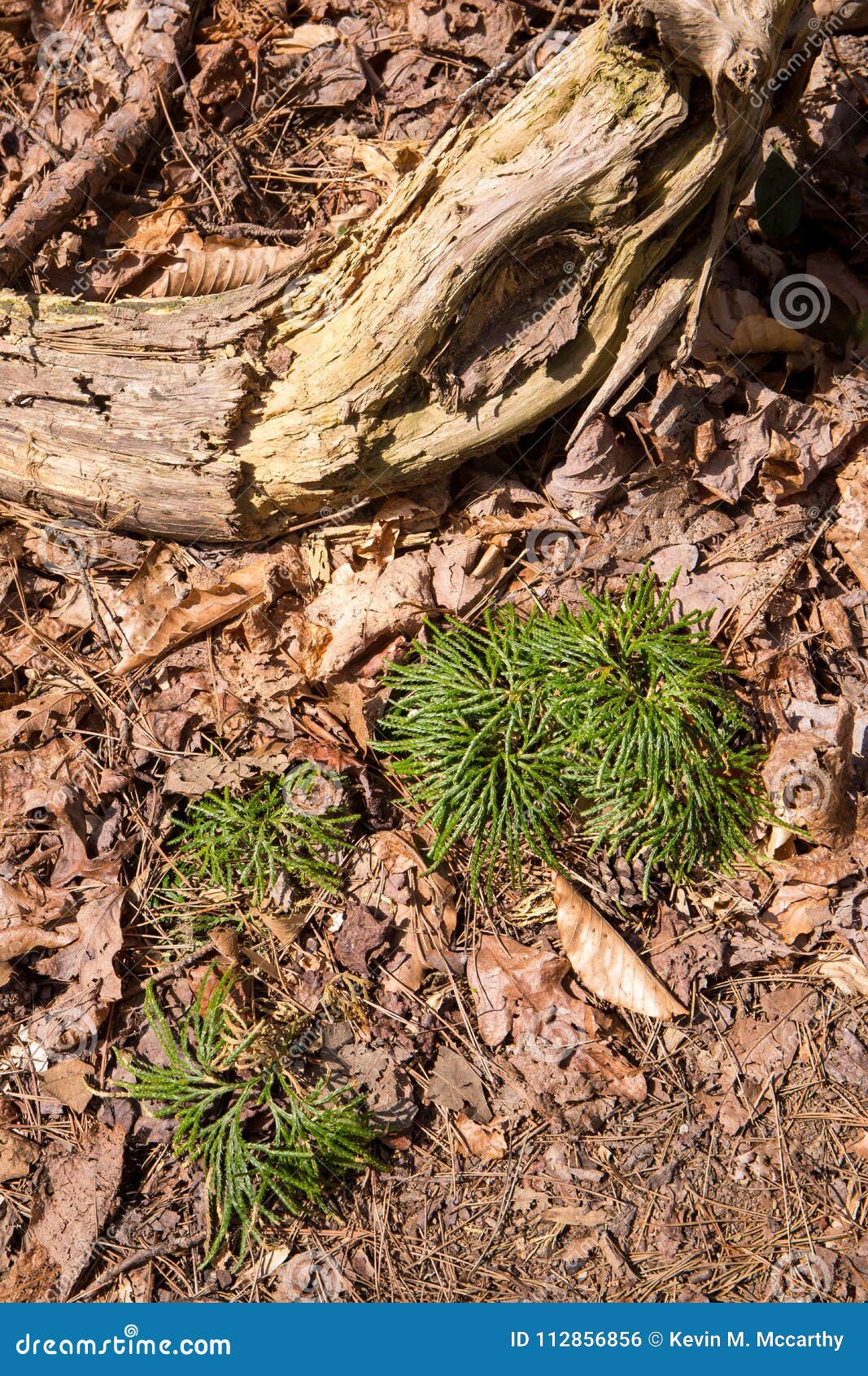Closeup of Ground Cedar Moss Stock Photo - Image of ground, outdoors ...