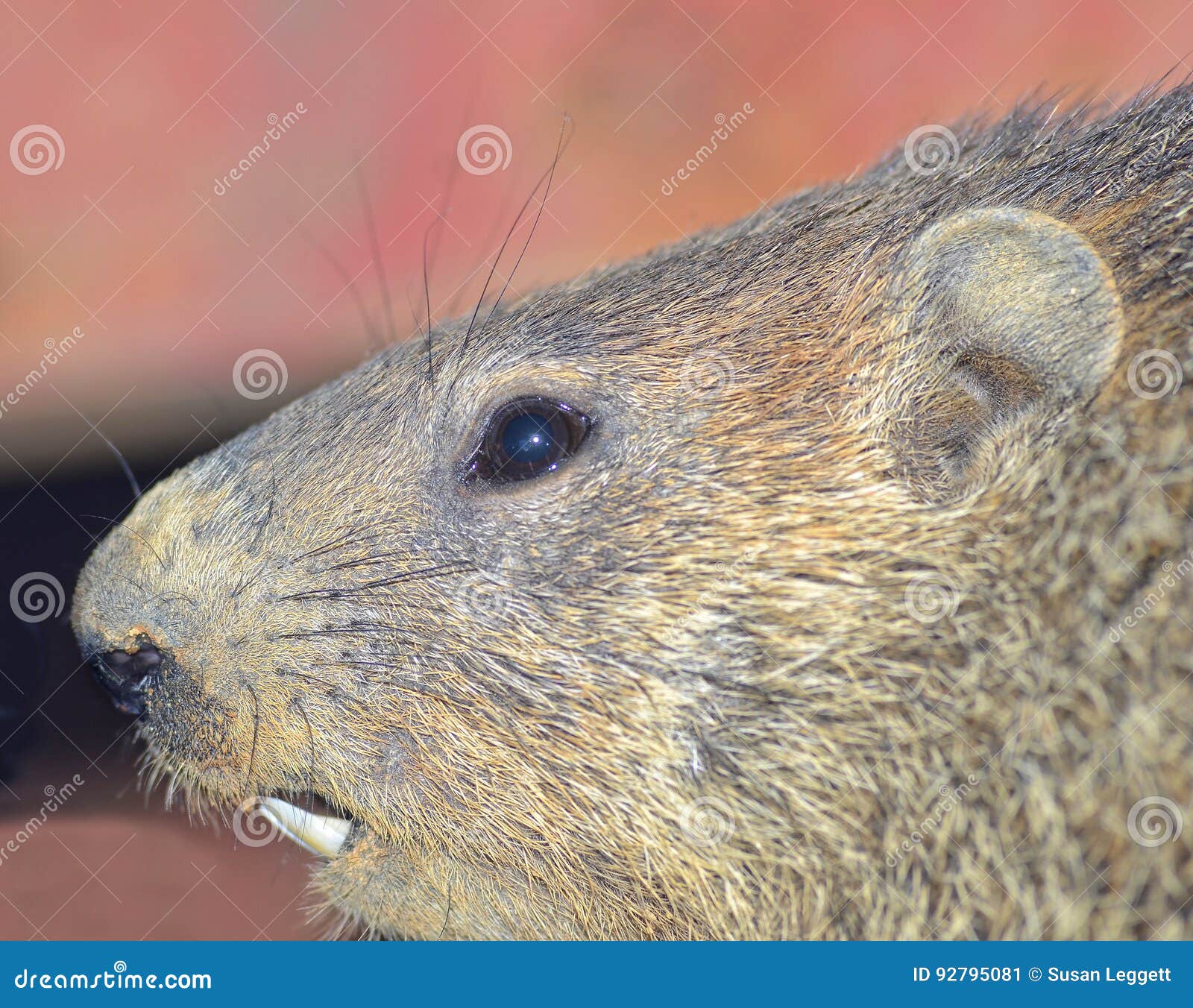 Closeup of a Groundhog stock image. Image of looking - 92795081