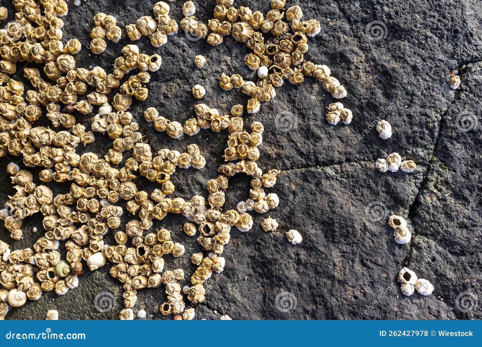 Closeup of a Group of Barnacle Shells on a Rock in Iceland Stock Photo ...