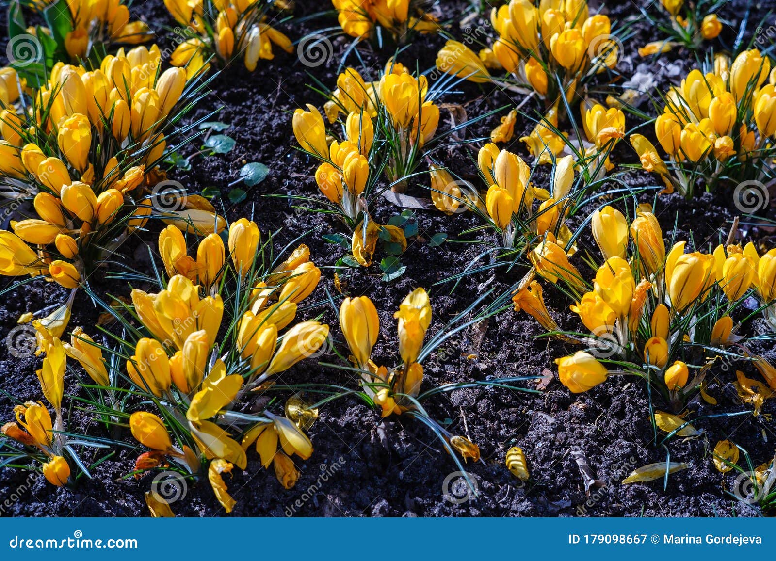 Closeup of a Group of Blooming Yellow Crocus Flowers on a Meadow ...