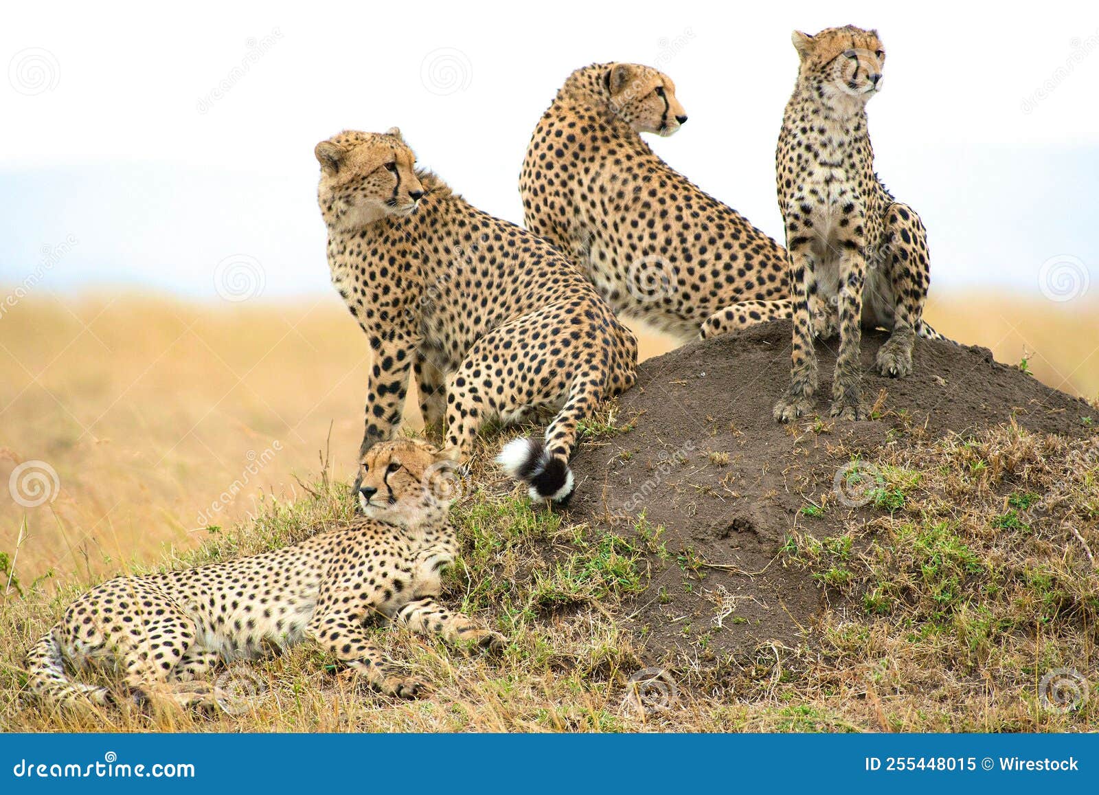 Group Of Cheetahs Hunts In The African Savannah. Africa. Tanzania ...