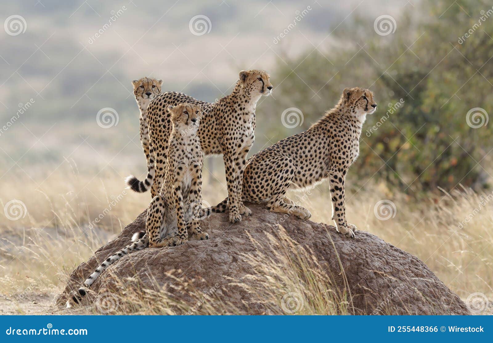 Group Of Cheetahs In The Serengeti National Park. Sunset Background ...