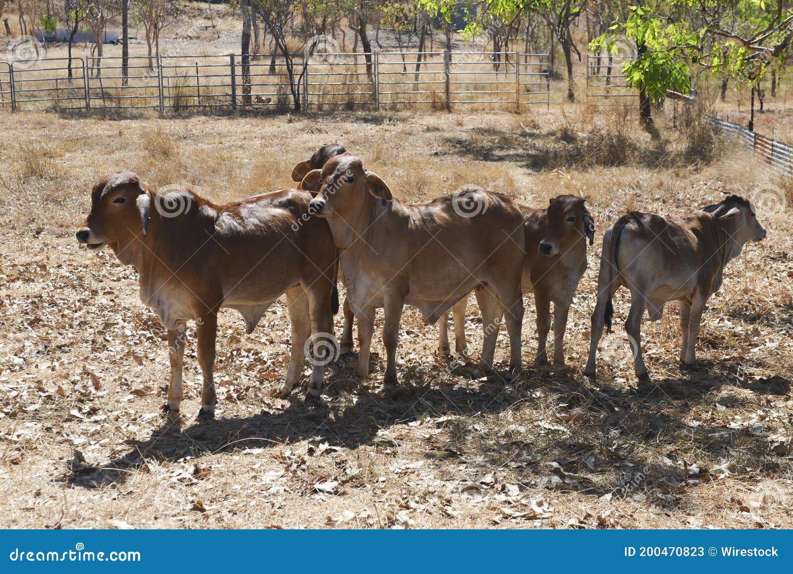 Closeup of a Group of Cows with Their Calves in a Farm Stock Image ...