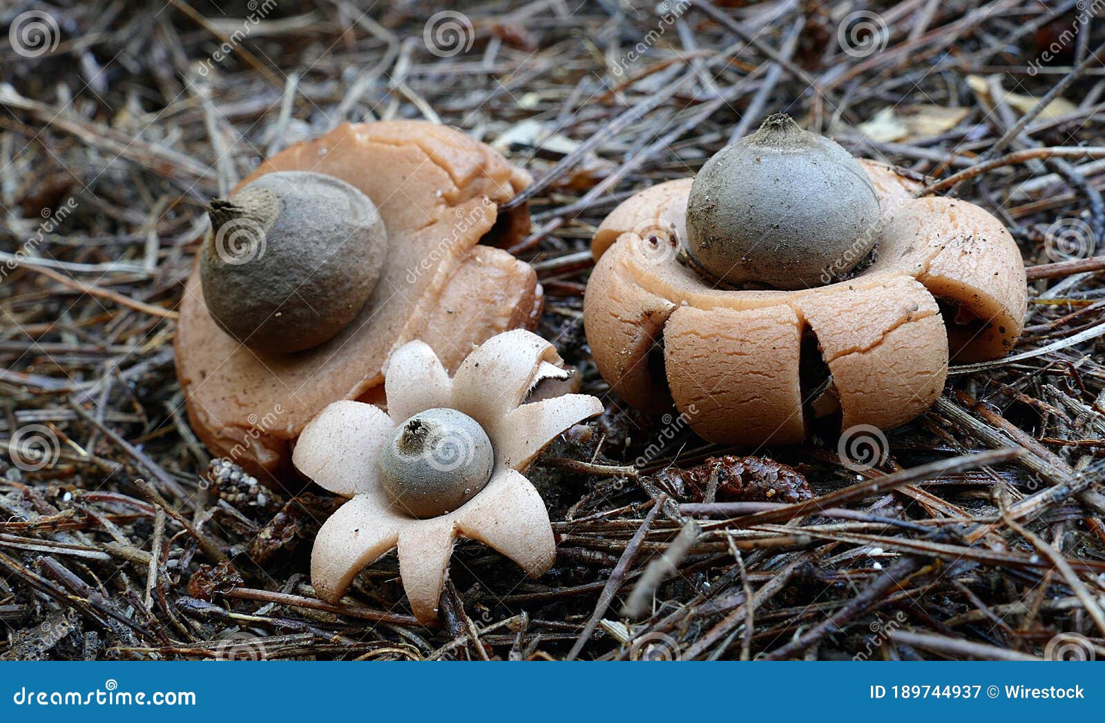 Earthstar Mushrooms Stock Photos - Free & Royalty-Free Stock Photos ...