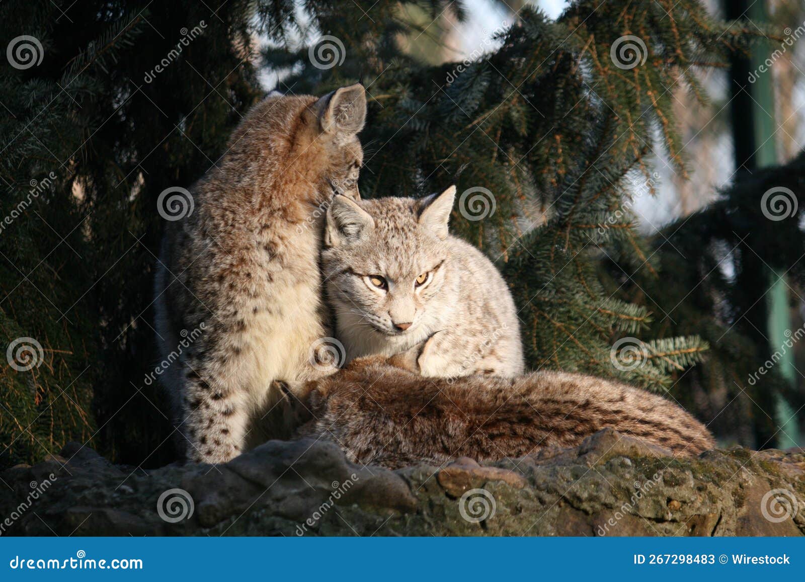 Closeup of a Group of Lynx in the Sunset Stock Image - Image of wildcat ...