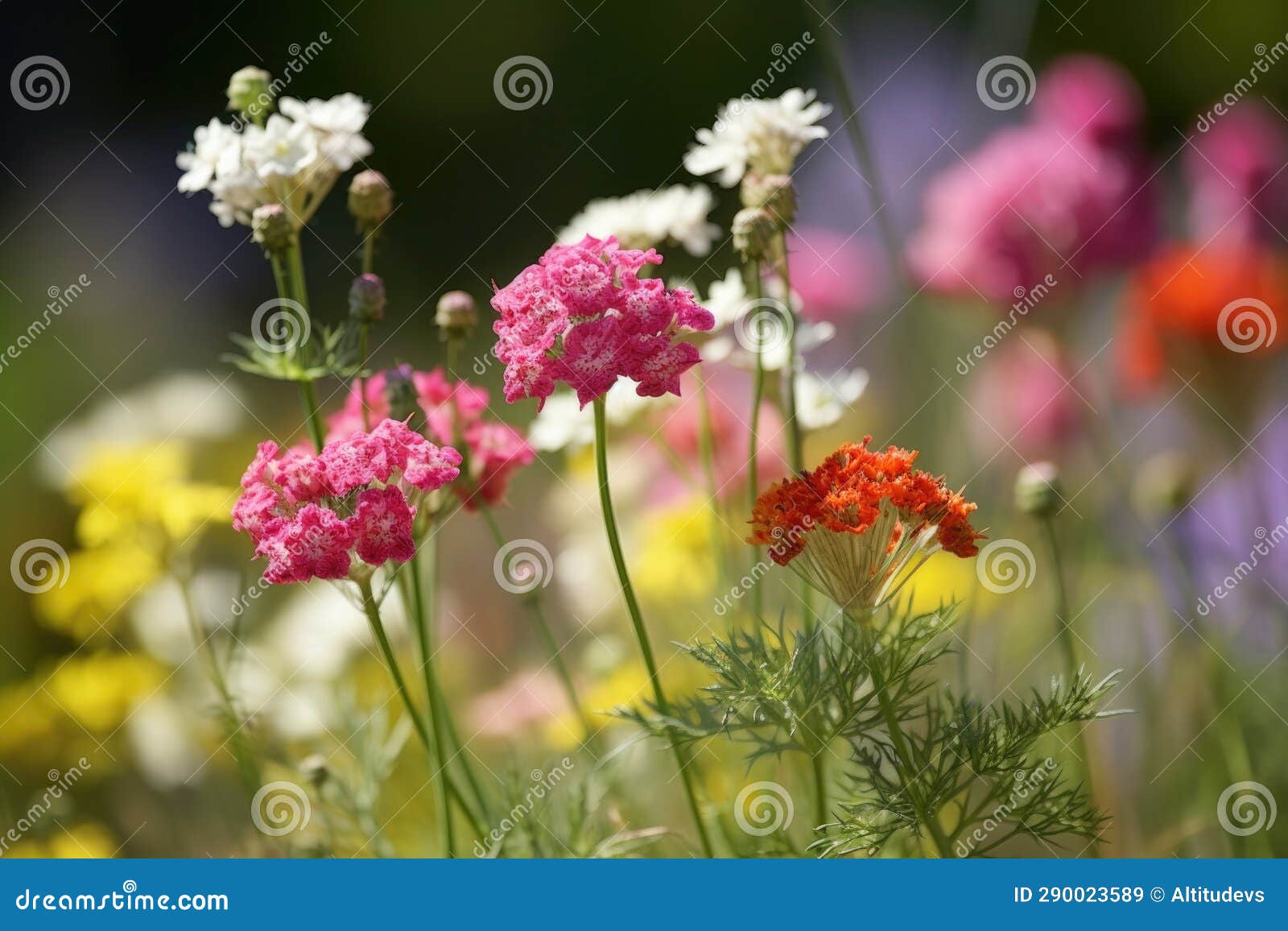 Closeup of a Group of Pretty Flowers Growing in Nature Stock Image ...