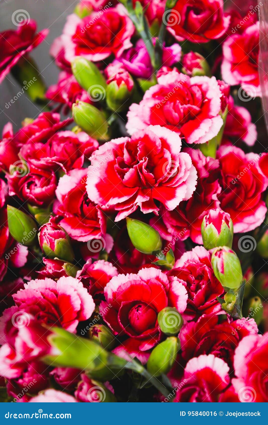 Closeup of Group Red and White Carnation Stock Photo - Image of ...