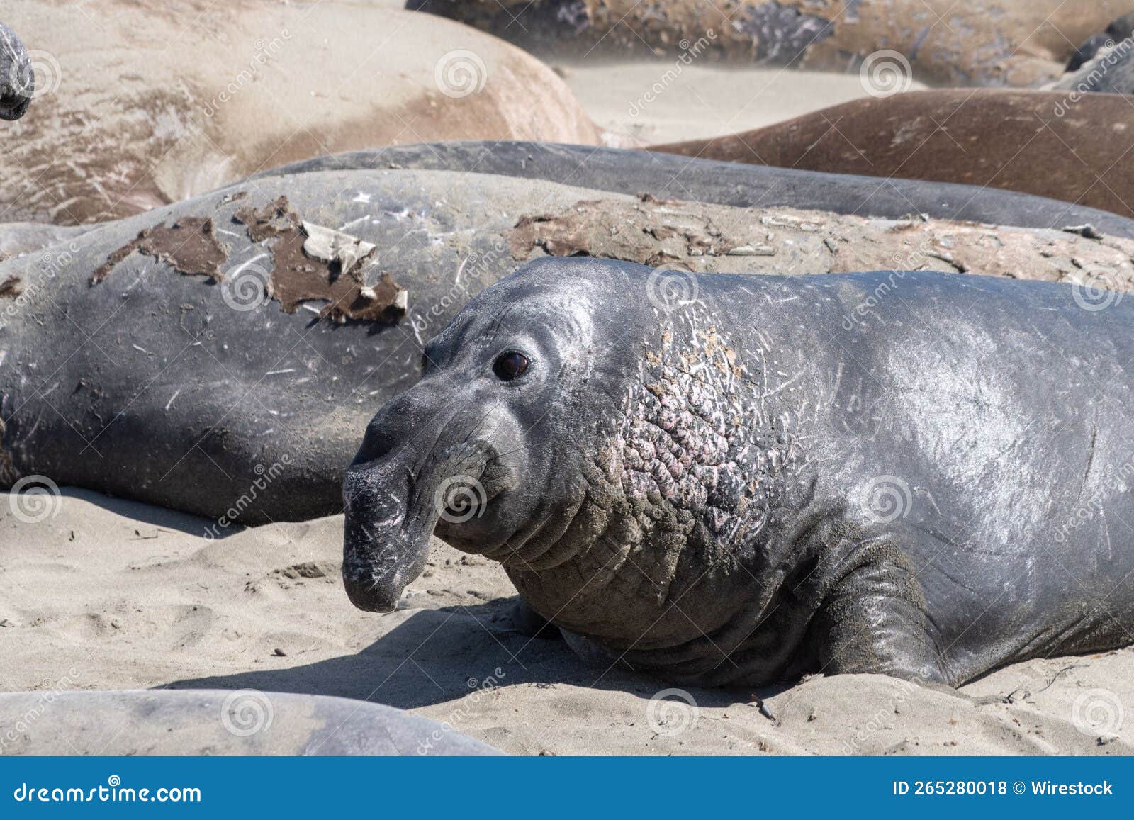 Closeup of a Group of Seals on the Rocks Stock Photo - Image of seals ...