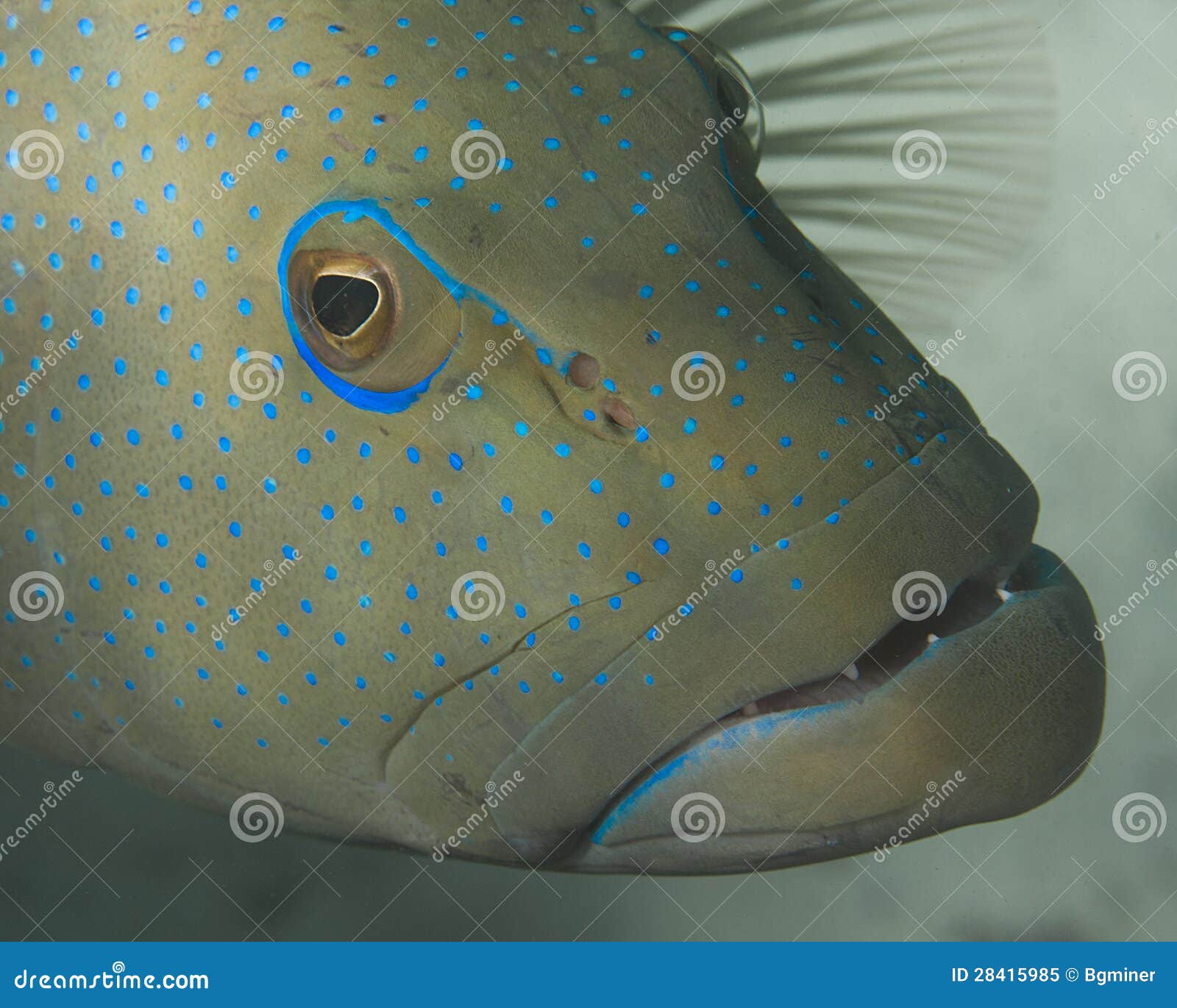 Closeup of grouper stock image. Image of blue, fishing - 28415985
