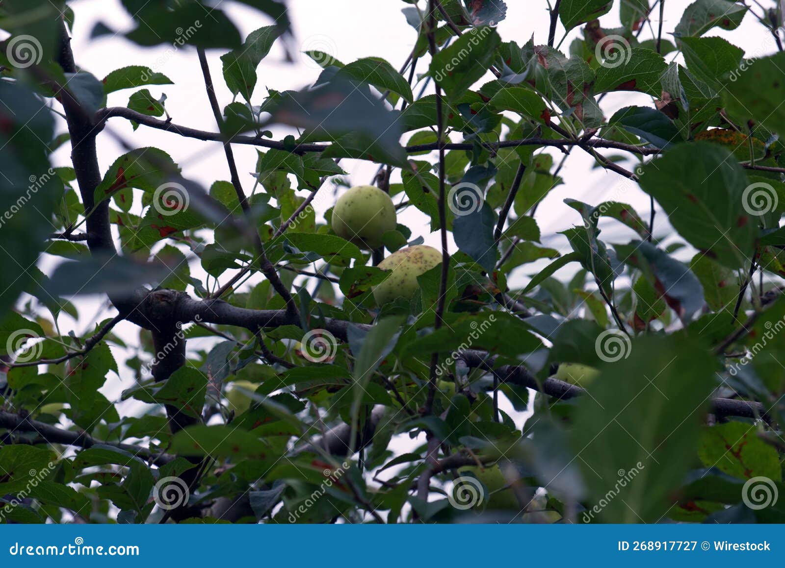 Closeup of Growing Apples on Tree Stock Image - Image of grass, scenery ...