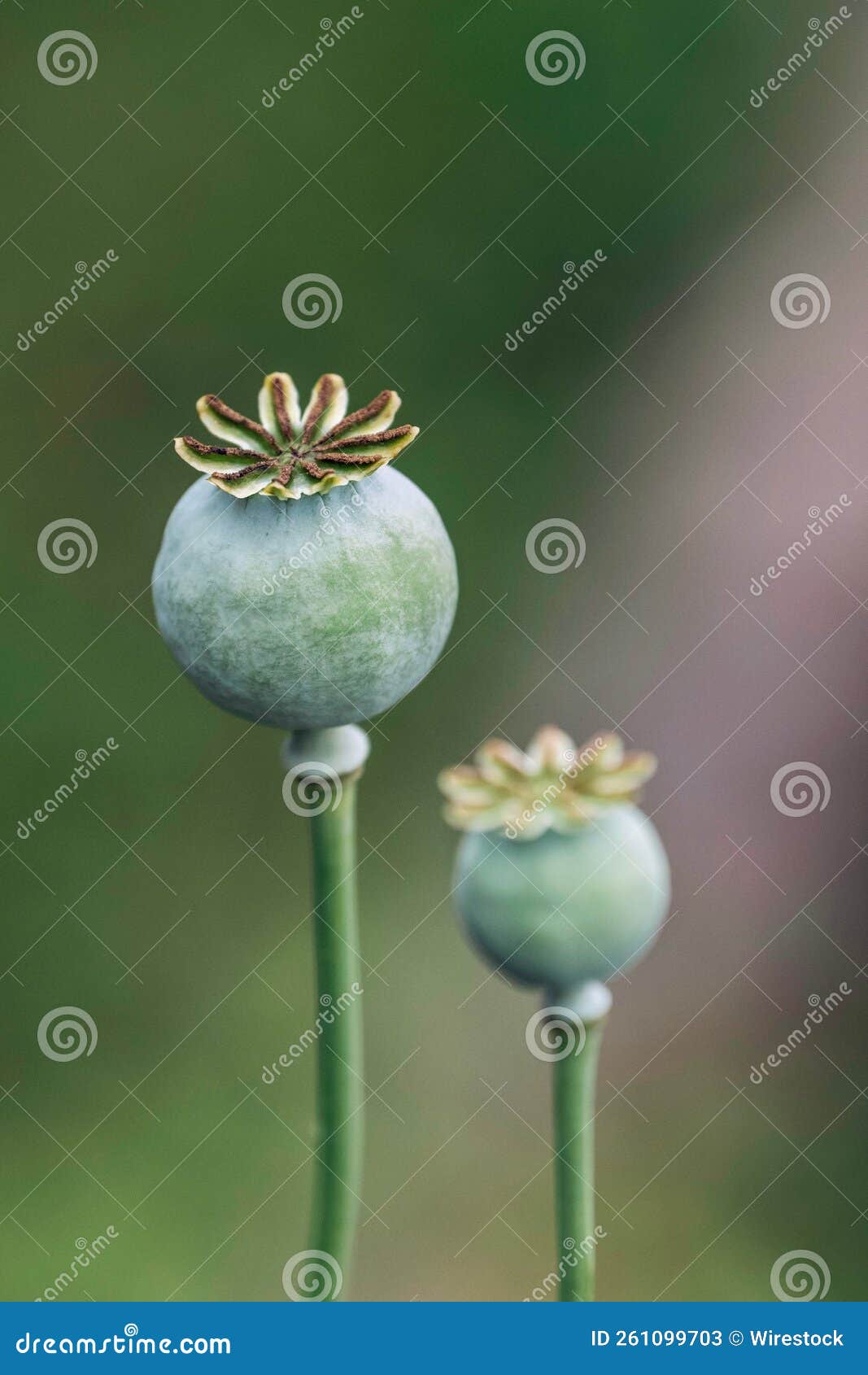 Closeup of Growing Buds of Poppy Stock Image - Image of floral, petals ...