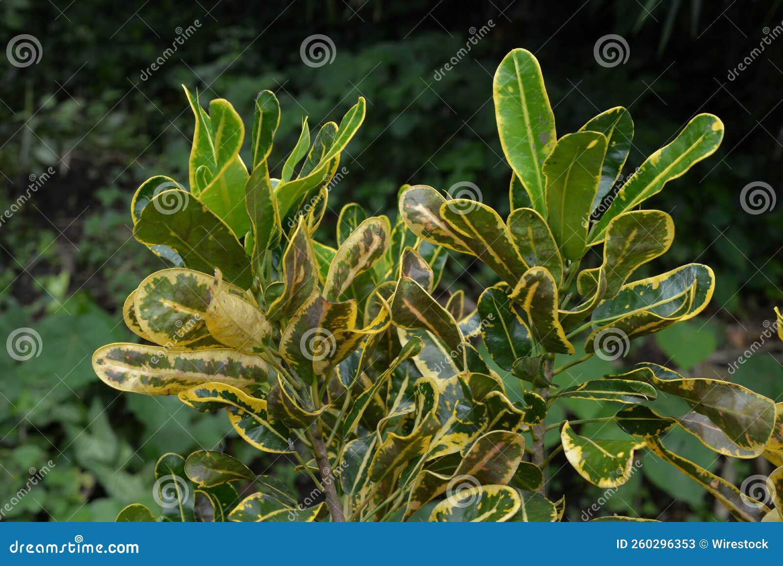 Closeup of Growing Codiaeum Variegatum Plant Stock Image - Image of ...