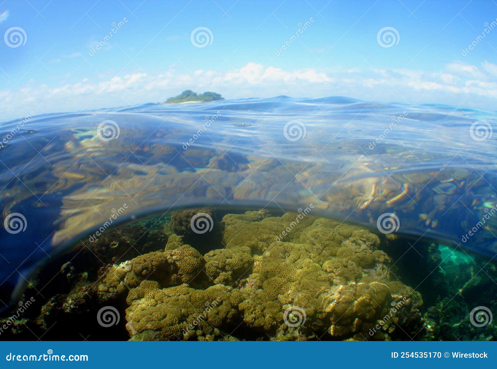 Closeup of Growing Coral Reefs in Sea Stock Photo - Image of leaves ...