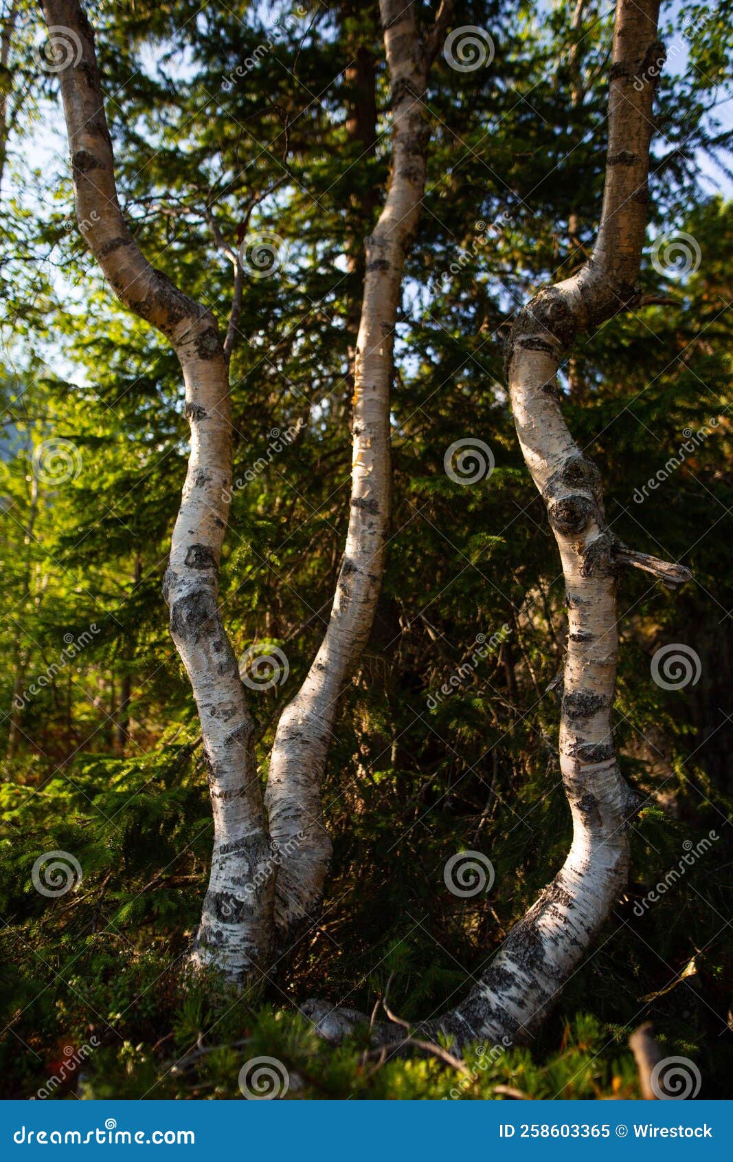 Closeup of Growing Deformed Trees in Forest Stock Image - Image of ...