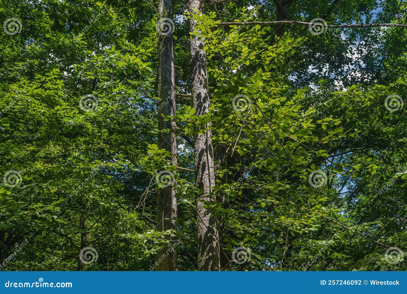 Closeup of Growing Dense Trees in Forest Stock Photo - Image of plant ...
