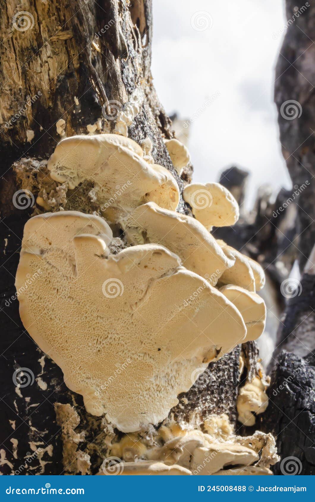 Closeup of Growing Ganoderma Applanatum Stock Photo - Image of closeup ...