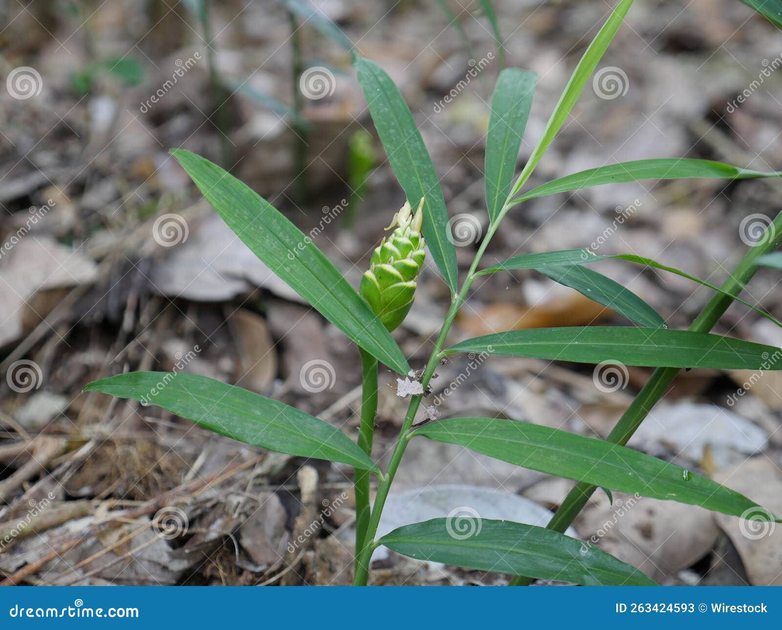 Closeup of Growing Ginger with Green Leaves Stock Image - Image of ...
