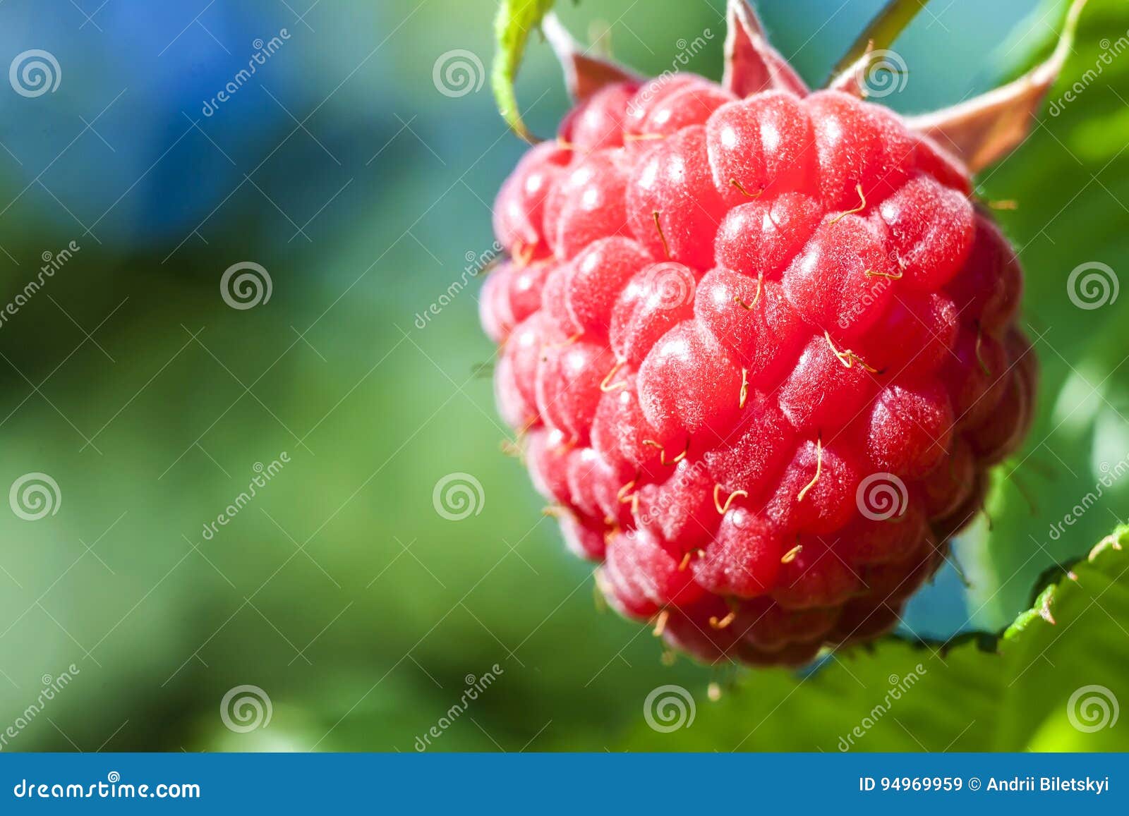 Closeup of Growing Organic Raspberries. Ripe Raspberry in Fruit Stock ...