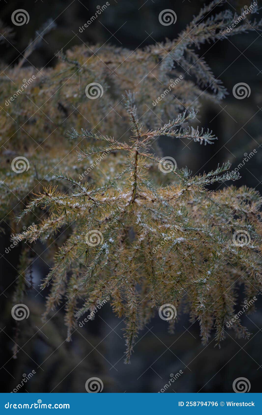 Closeup of Growing Pine Tree Branch in Forest Stock Photo - Image of ...