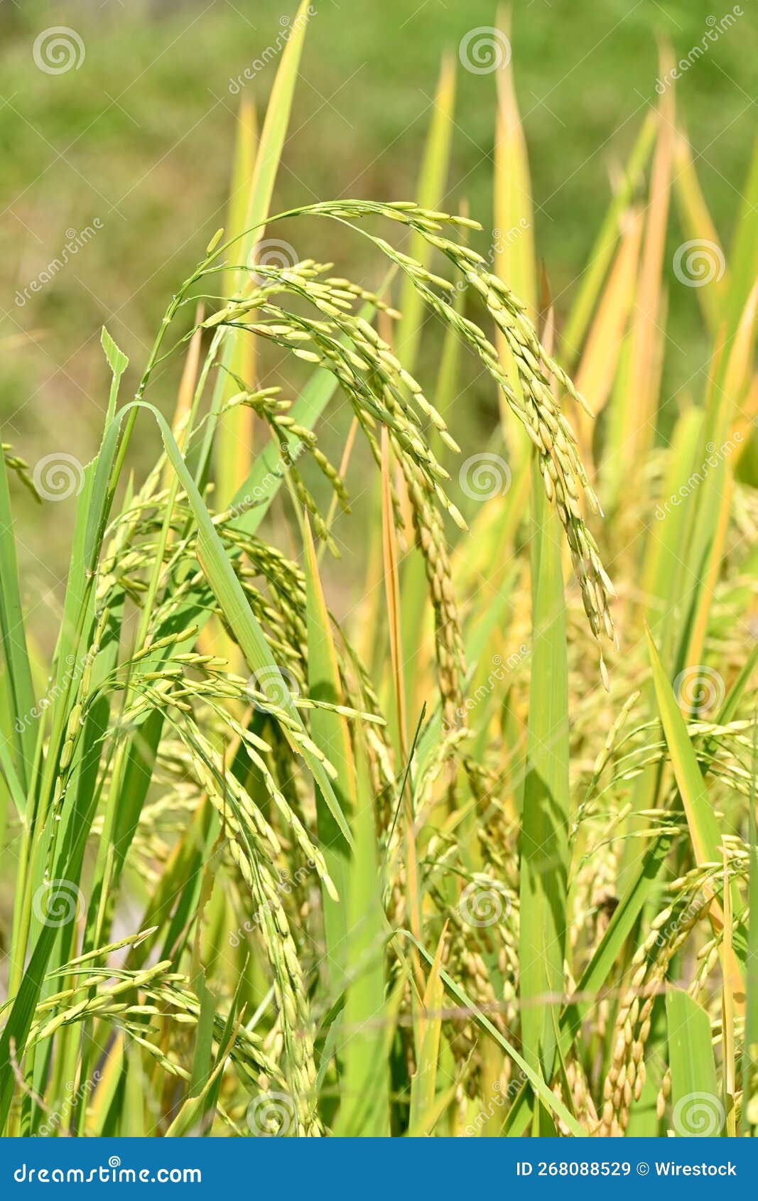 Closeup of Growing Rice Grain Stock Image - Image of landscape ...