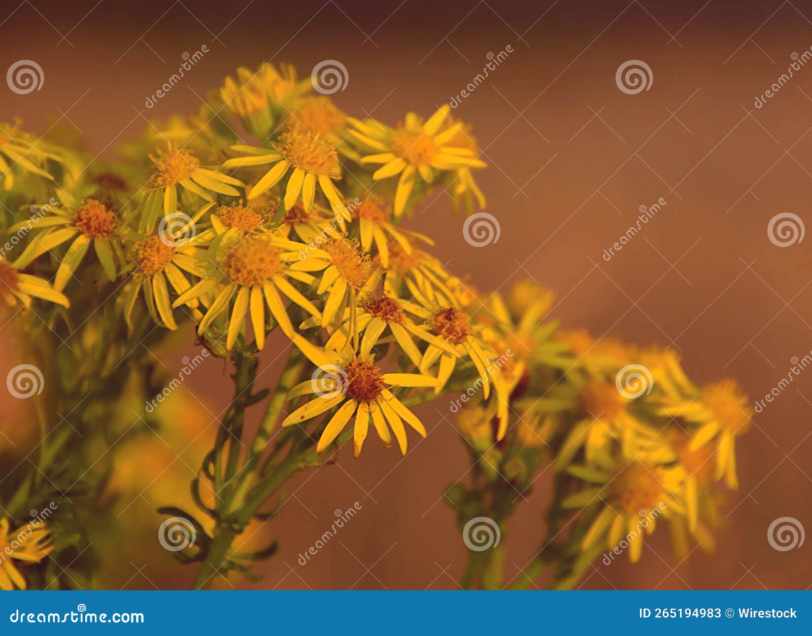 Closeup of Growing Senecio Flowers Stock Image - Image of asteraceae ...