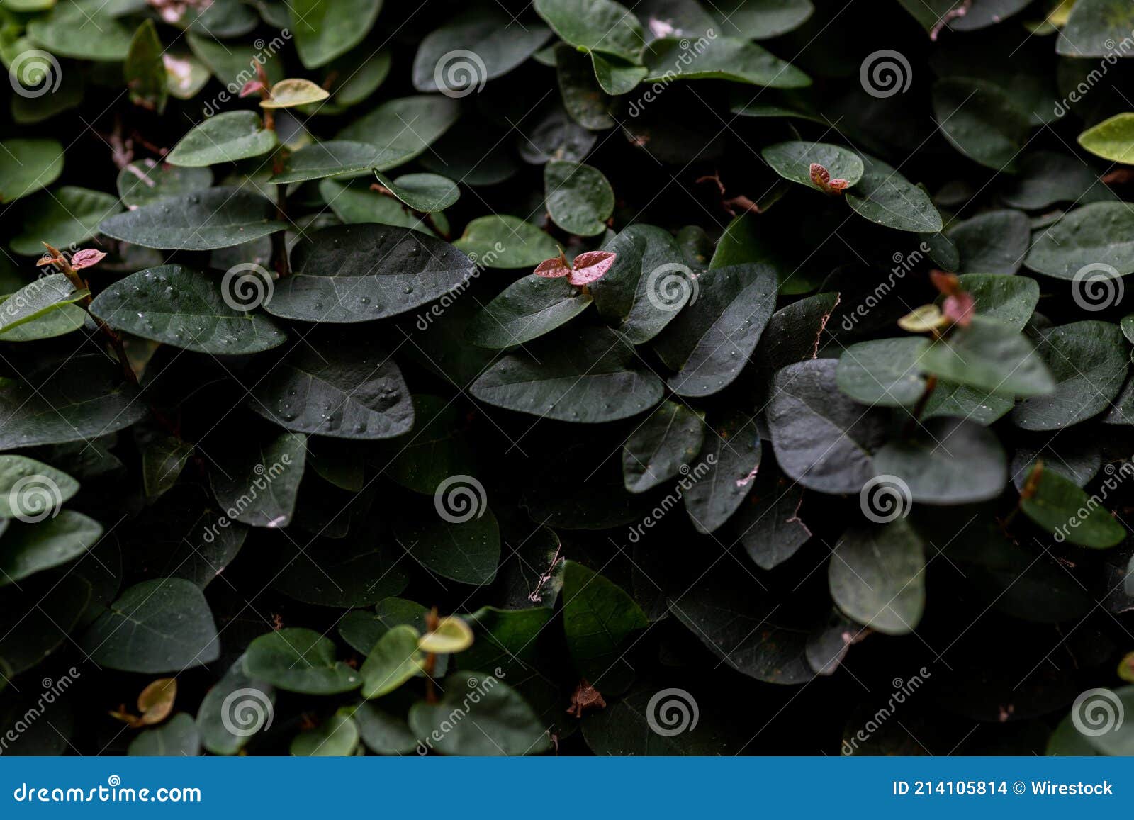 Closeup of the Grown Green Leaves with Bumpy Textures Stock Photo ...