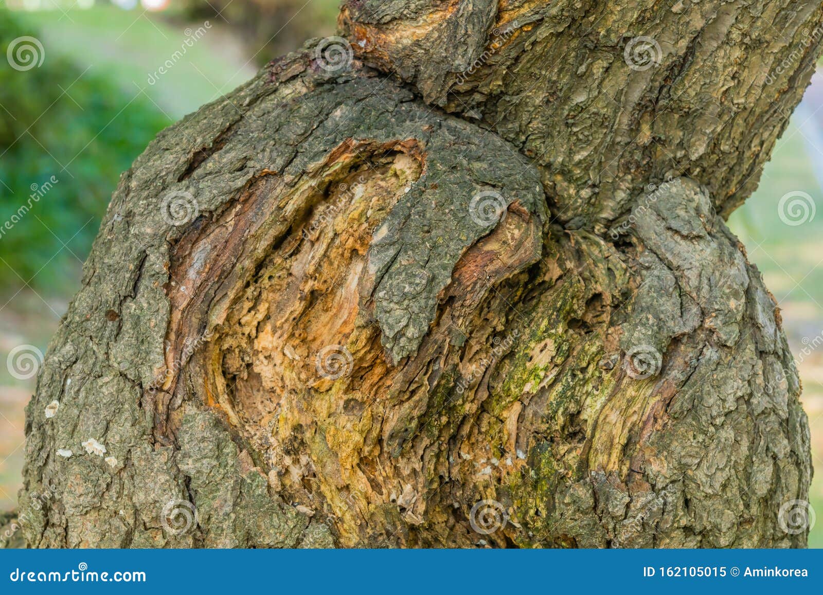 Knot Formation in Tree Trunk Stock Image - Image of damage, outdoor ...