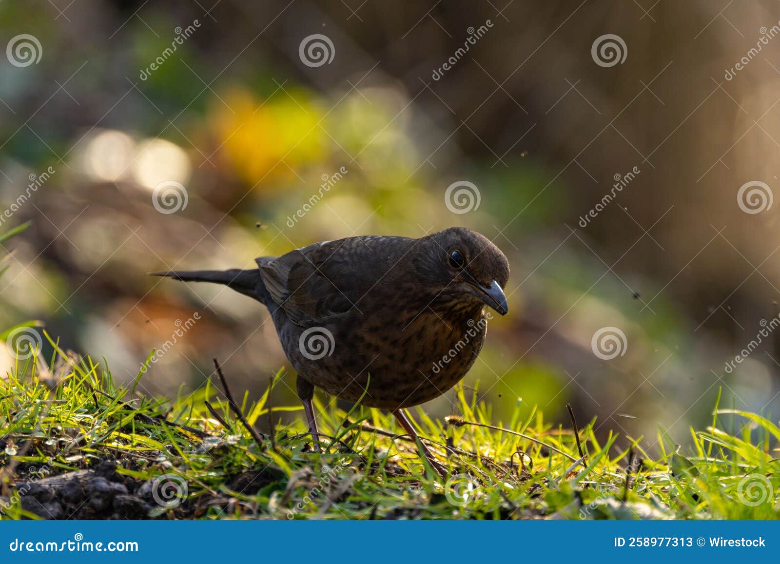 Closeup of a Grumpy Blackbird Digging in the Grass Stock Image - Image ...